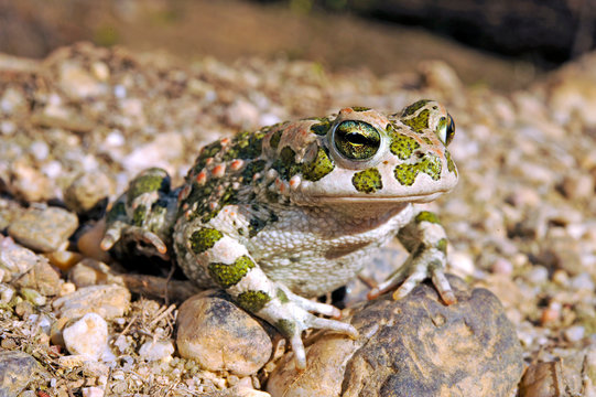 "Sapo Verde"-Bilder: Stock-Fotos & -Videos. | Adobe Stock