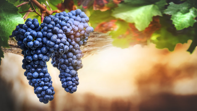 Free Vineyard Images – Browse 1,651 Free Stock Photos, Vectors, and ... Free Vineyard Images – Browse 1,651 Free Stock Photos, Vectors, and ...