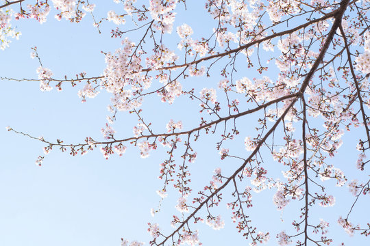 รูปภาพPung – เลือกดูภาพถ่ายสต็อก เวกเตอร์ และวิดีโอ322 | Adobe Stock