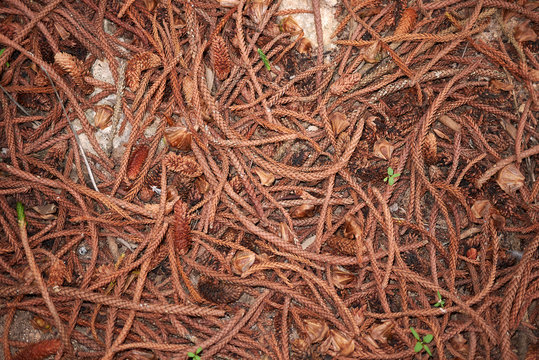 Imágenes de "Triangle Tree": descubre bancos de fotos, ilustraciones ...