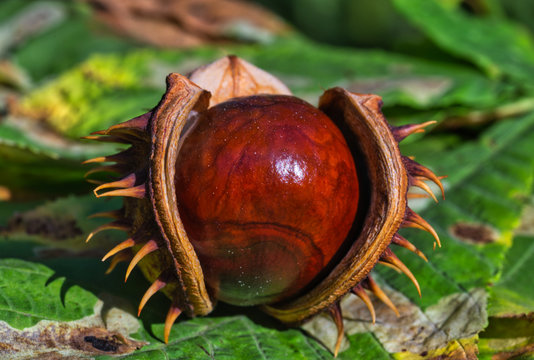 รูปภาพEdelkastanien – เลือกดูภาพถ่ายสต็อก เวกเตอร์ และวิดีโอ1,098 ...