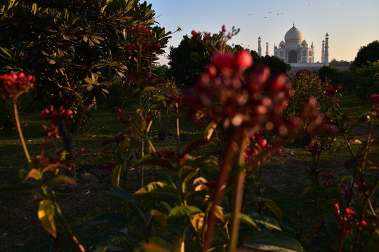 アグラ Images – Browse 938 Stock Photos, Vectors, and Video | Adobe Stock