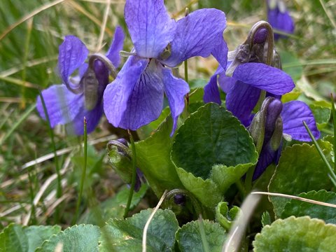 「Fialka」の写真素材 | 16件の無料イラスト画像 | Adobe Stock