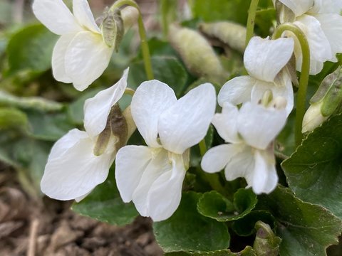 Fialka Imagens – Procure 15 fotos, vetores e vídeos | Adobe Stock