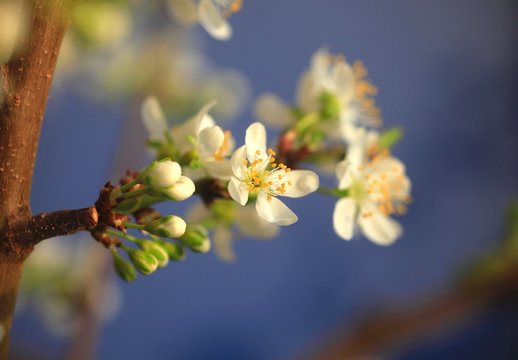 รูปภาพMirabellenbaum – เลือกดูภาพถ่ายสต็อก เวกเตอร์ และวิดีโอ219 ...
