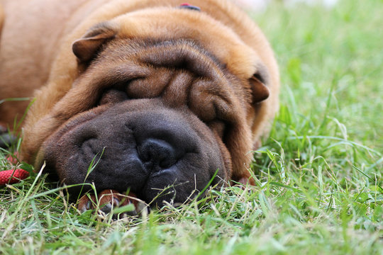 「Sharpey」の画像 - 84 件の Stock 写真、ベクターおよびビデオ | Adobe Stock