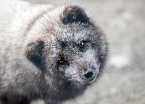 Schneefuchs Images – Browse 15 Stock Photos, Vectors, and Video | Adobe ...