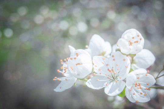 Breanch Images – Browse 69 Stock Photos, Vectors, and Video | Adobe Stock