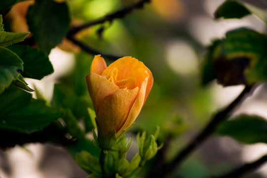 Nace Images – Browse 239 Stock Photos, Vectors, and Video | Adobe Stock