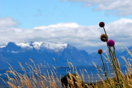 Distelarten-Bilder: Stock-Fotos & -Videos. | Adobe Stock