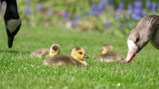 รูปภาพDyck – เลือกดูภาพถ่ายสต็อก เวกเตอร์ และวิดีโอ503 | Adobe Stock