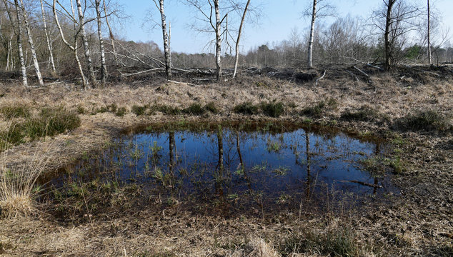 Sumpfig Bilder – Durchsuchen 1,054 Archivfotos, Vektorgrafiken und ...