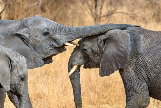 "Elephant Couple" Images – Browse 324 Stock Photos, Vectors, and Video ...