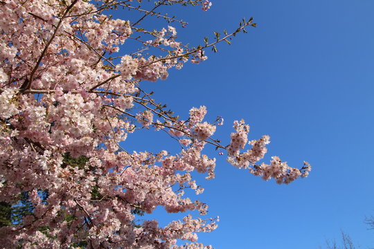 "Japanische Kirsche" Images – Parcourir 631 le catalogue de photos ...