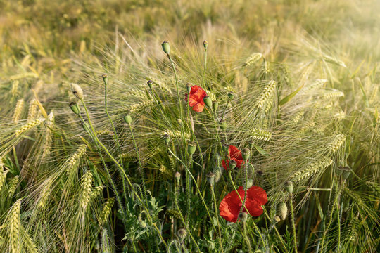 Gerstenfeld 이미지 – 찾아보기 3,754 스톡 사진, 벡터 및 비디오 | Adobe Stock