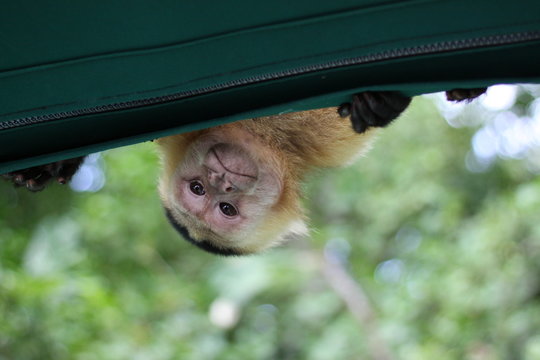 Asomado-Bilder: Stock-Fotos & -Videos. | Adobe Stock