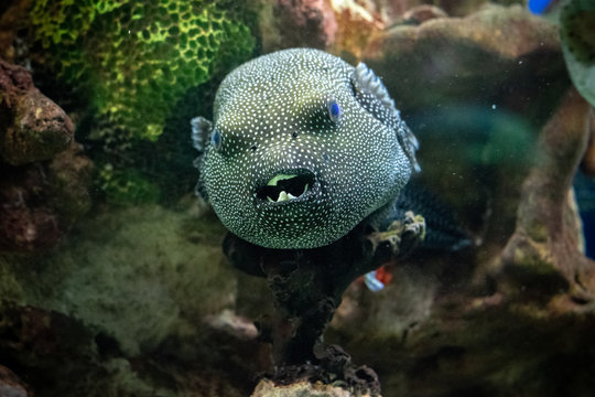 รูปภาพ"Spot Fish" – เลือกดูภาพถ่ายสต็อก เวกเตอร์ และวิดีโอ541 | Adobe Stock