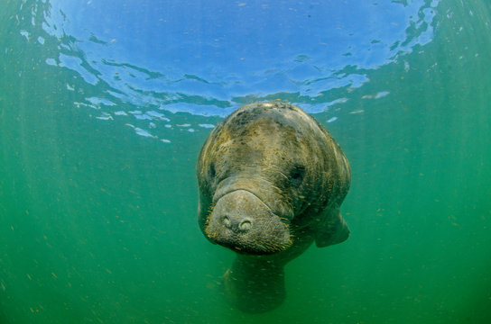 Desktop Lamantino Calmante