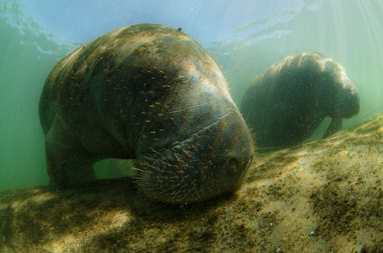 Desktop Lamantino Calmante