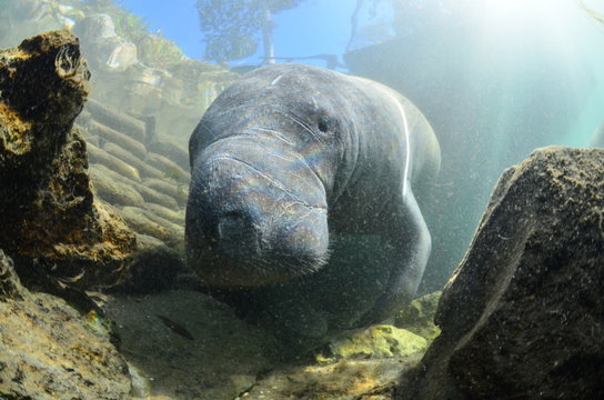 Lamantino Images – Browse 41 Stock Photos, Vectors, and Video | Adobe Stock