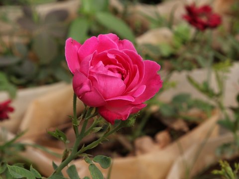 รูปภาพRoman_De_La_Rose – เลือกดูภาพถ่ายสต็อก เวกเตอร์ และวิดีโอ396 ...