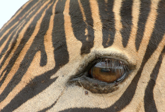 Zebra Eye Structure