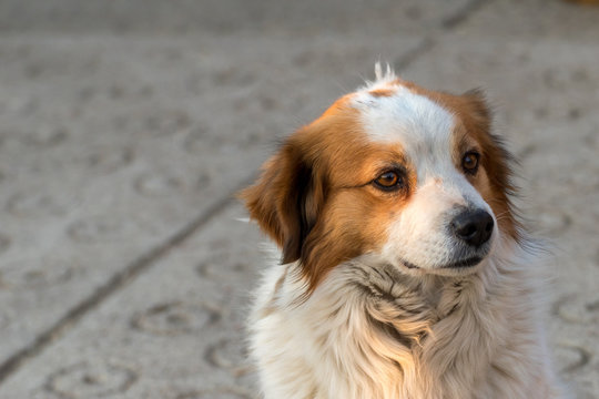 Furr bilder – Bläddra bland 864 stockfoton, vektorer och videor | Adobe ...
