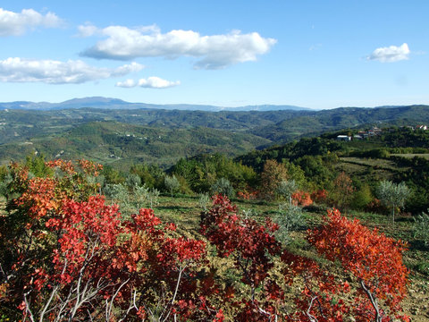 Pisino bilder – Bläddra bland 611 stockfoton, vektorer och videor ...