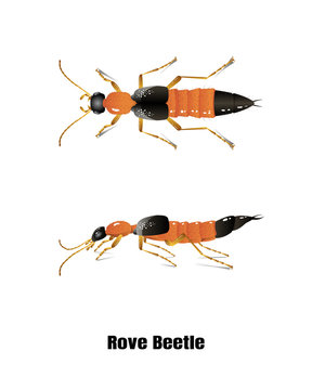 รูปภาพRove – เลือกดูภาพถ่ายสต็อก เวกเตอร์ และวิดีโอ52,089 | Adobe Stock