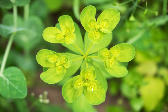 "Mole Plant" Bilder – Durchsuchen 782 Archivfotos, Vektorgrafiken und ...