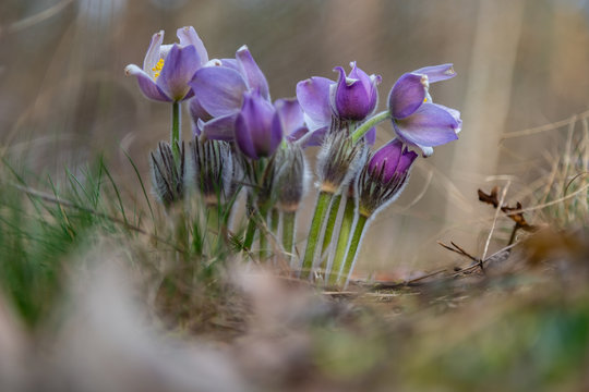 Boyarka bilder – Bläddra bland 144 stockfoton, vektorer och videor ...