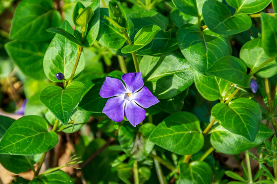 Pervinca Imagens – Procure 177 fotos, vetores e vídeos | Adobe Stock
