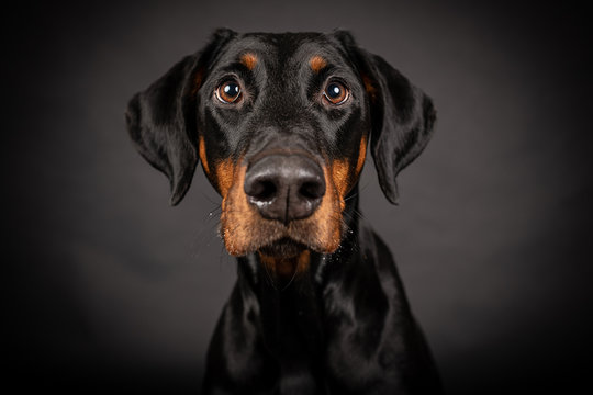 「Dober」の画像 - 632 件の Stock 写真、ベクターおよびビデオ | Adobe Stock