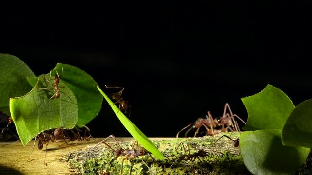 Minime Images – Browse 106 Stock Photos, Vectors, and Video | Adobe Stock