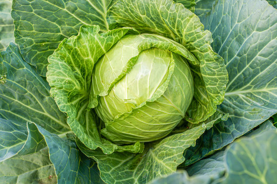 Kopfkohl Bilder – Durchsuchen 62,784 Archivfotos, Vektorgrafiken und ...