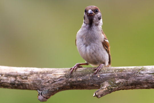 Gubbi Images – Browse 29 Stock Photos, Vectors, and Video | Adobe Stock