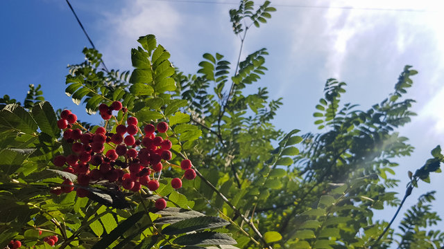 "Sorb Apple" Bilder – Durchsuchen 1,302 Archivfotos, Vektorgrafiken und ...