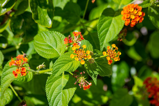 รูปภาพKikuyu – เลือกดูภาพถ่ายสต็อก เวกเตอร์ และวิดีโอ246 | Adobe Stock