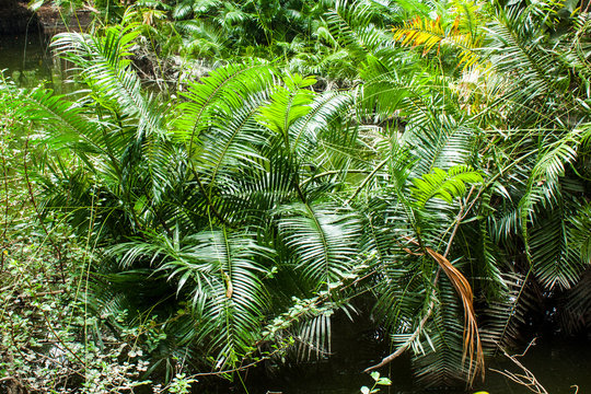 Calameae Images – Browse 38 Stock Photos, Vectors, and Video | Adobe Stock