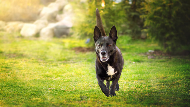 Mieszaniec-Bilder: Stock-Fotos & -Videos. | Adobe Stock