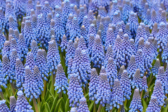 Hyacinthaceae bilder – Bläddra bland 2,140 stockfoton, vektorer och ...