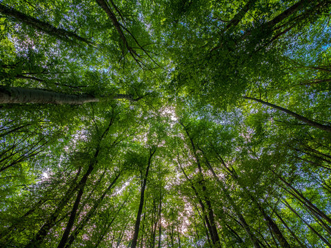 Imagens de Bosue – Explore Fotografias do Stock, Vetores e Vídeos de 23 ...