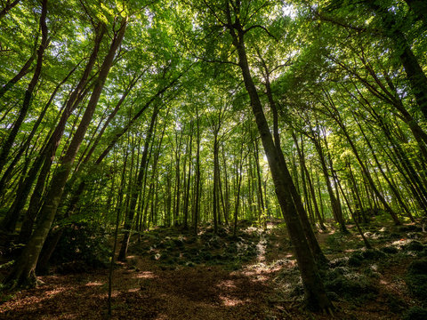 Imagens de Bosue – Explore Fotografias do Stock, Vetores e Vídeos de 23 ...
