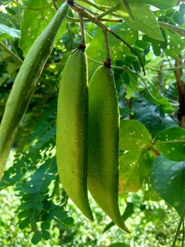 Pathimukham Images – Browse 24 Stock Photos, Vectors, and Video | Adobe ...