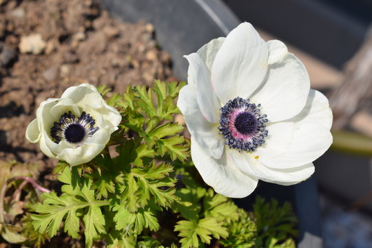 รูปภาพAnemonae – เลือกดูภาพถ่ายสต็อก เวกเตอร์ และวิดีโอ73 | Adobe Stock