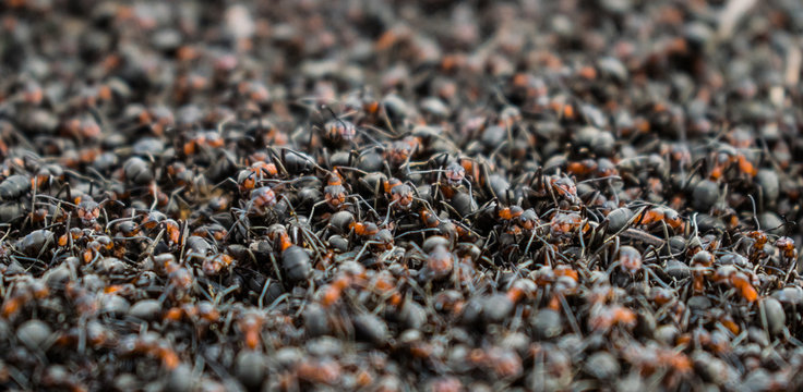 "Many Ants"-Bilder: Stock-Fotos & -Videos. | Adobe Stock