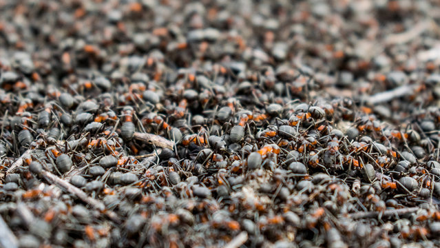 "Many Ants"-Bilder: Stock-Fotos & -Videos. | Adobe Stock
