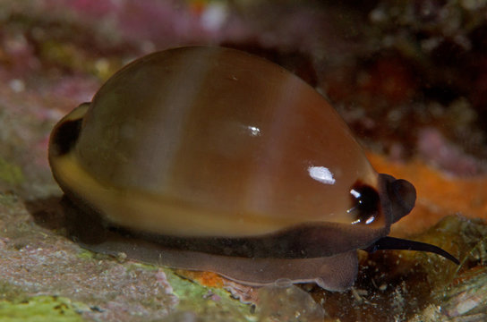 Ciprea Images – Browse 33 Stock Photos, Vectors, and Video | Adobe Stock