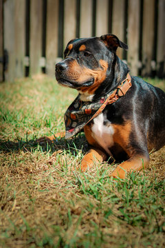 Imágenes de Pitweiler: descubre bancos de fotos, ilustraciones ...