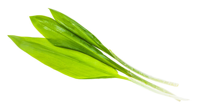 Cheremsha bilder – Bläddra bland 32 stockfoton, vektorer och videor ...